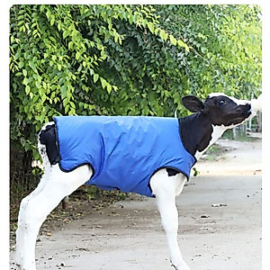 Calf Warm Clothes Calf Saver Coat Blanket for Keep Cow Warming Thickened Belly Protection Windproof Large Size Blue(70-130KG) (Large)