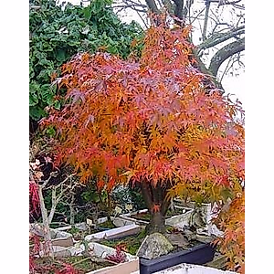 Suminagashi Japanese Maple 10 Seeds- Outdoors or Bonsai