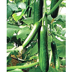 Grown in USA! 30+ Muncher Burpless Sweet Cucumber Seeds, Heirloom Non-GMO, Non-Bitter and Acid Free, Crispy and Sweet, Fragrant and Delicious, Cucumis sativus