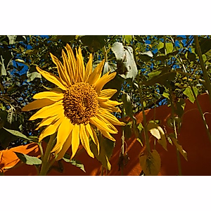 Sigma SD15 14MP X3 FOVEON CMOS Digital SLR with 3.0 inch LCD