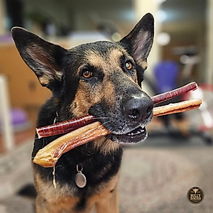 Bully Bunches Premium 12 Inch Jumbo Odor-Free Bully Sticks for Medium & Large Dogs - Long Lasting Chews for Oral Care - All Natural & Single Ingredient, 100% Beef Dog Treat, Rawhide Free (5 Pk)