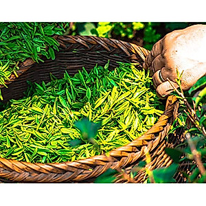 ECO amenities Travel Size Body Wash Bulk 0.75oz (72 Pack) - 22ml | Body Wash Supplies for Hotels, Airbnb, Motels & Inns - Green Tea Scent | Travel size Toiletries | Hotel size Toiletries in Bulk