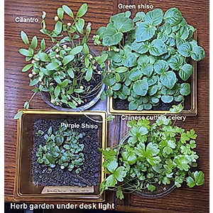 For 2024! 200 Perilla Seeds,Non GMO Seeds for Sprouting, Heirloom Vegetable Seeds for Planting. Great Hydroponic Seeds for Pods(Egoma/Sesami Herb Seeds #2,Perilla 紫苏,Green-1g,200 Seeds)