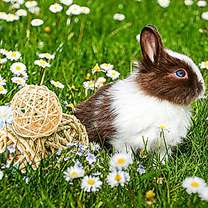 8 Pcs Small Animals Play Balls Rolling Activity Chew Toys Gnawing Treats for Rabbits Guinea Pigs Chinchilla Bunny Natural Balls, Pet Cage Entertainment Accessories (8 Pcs+ Pine Cone)