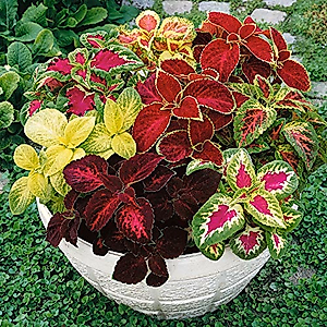 Outsidepride Coleus Rainbow Indoor or Outdoor Foliage House Plant Container Flower Seed Mix - 5000 Seeds