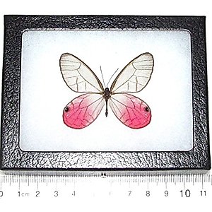 BicBugs Cithaerias merolina Real Framed Butterfly Pink Clear Wing Peru
