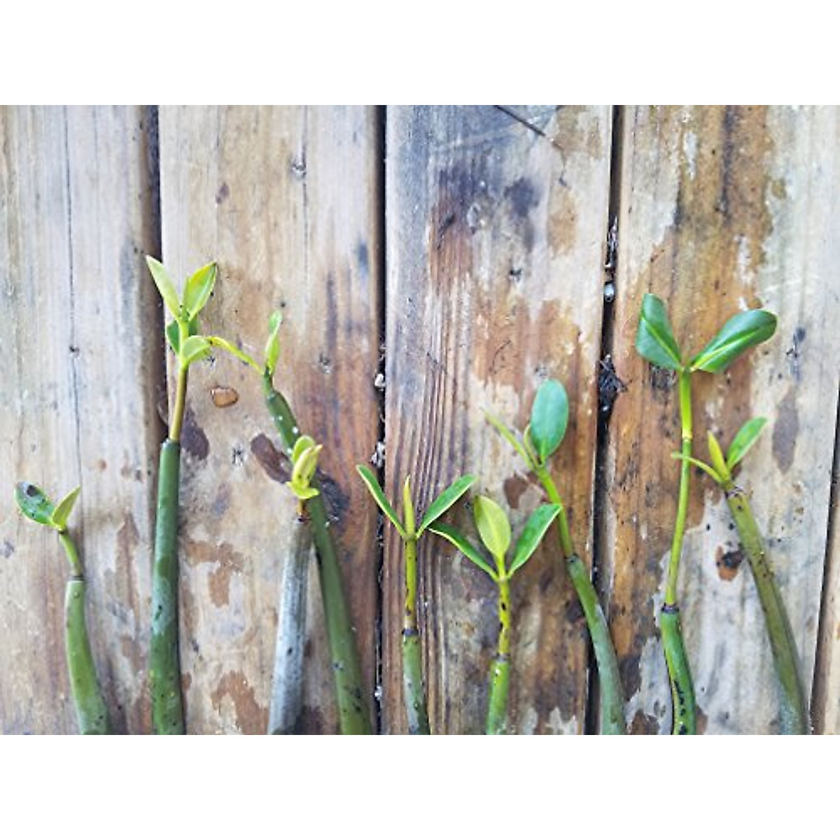 5 LIVE Mangroves - Red Mangrove Seedlings - Filtration, Aquarium, Reef, Tank, Saltwater, Aquatic, Plants