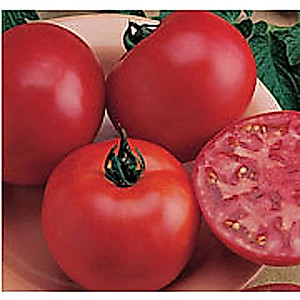 Burpee Big Boy Tomato Seeds (20+ Seeds) | Non GMO | Vegetable Fruit Herb Flower Seeds for Planting | Home Garden Greenhouse Pack