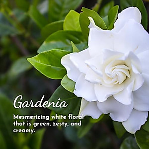 Herb & Root Gardenia Perfume for Women | Single Note Fragrance