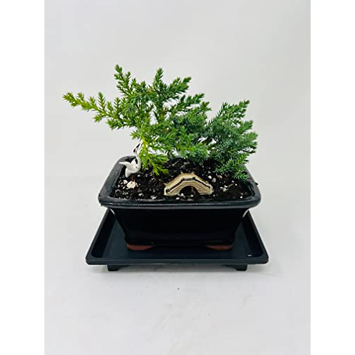 Juniper Bonsai Tree Small Ceramic Vase Includes Figurines and Tray