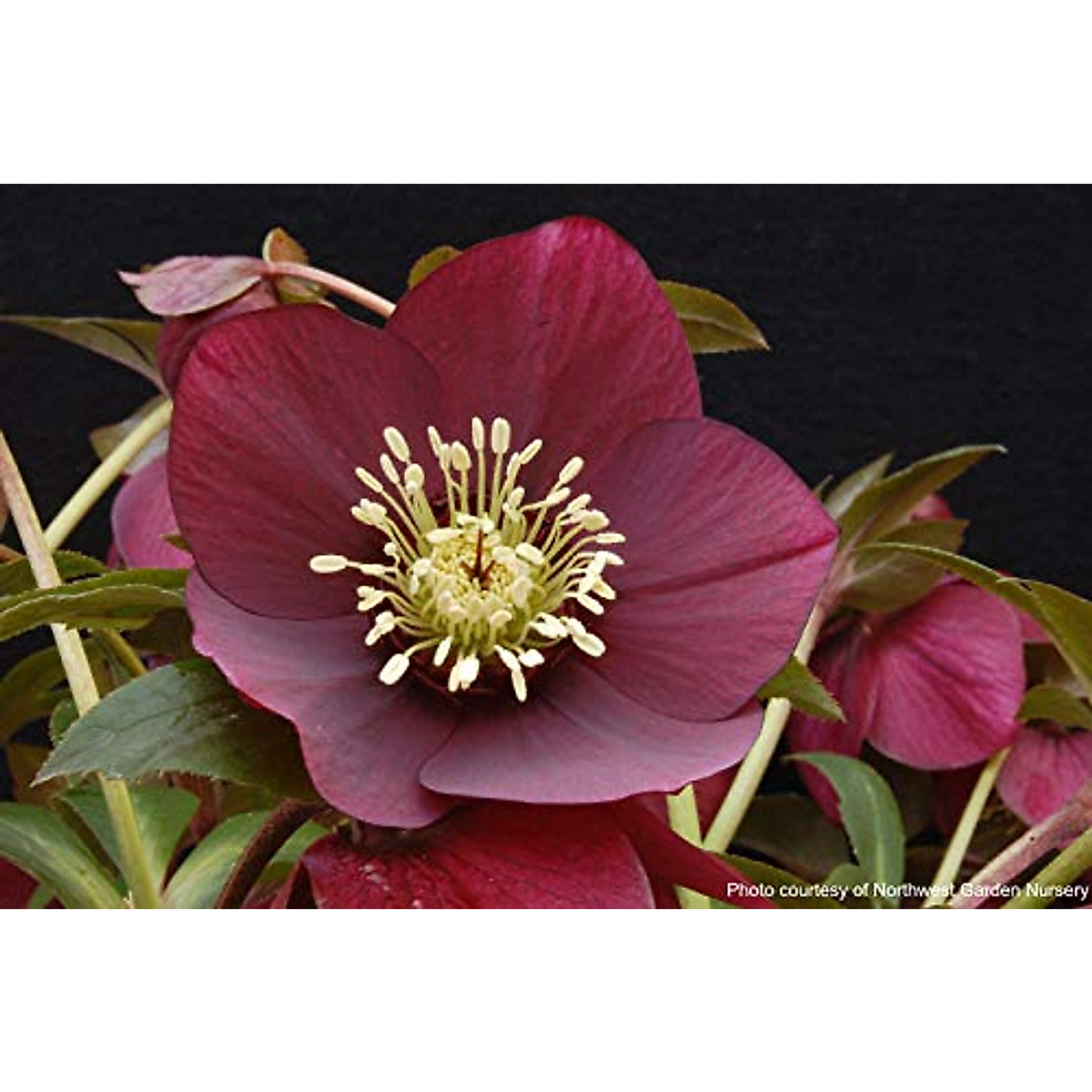Perennial Farm Marketplace Helleborus x W.J. 'Ruby Wine' (Lenten Rose) Perennial, 1 Quart, Burgundy Flowers