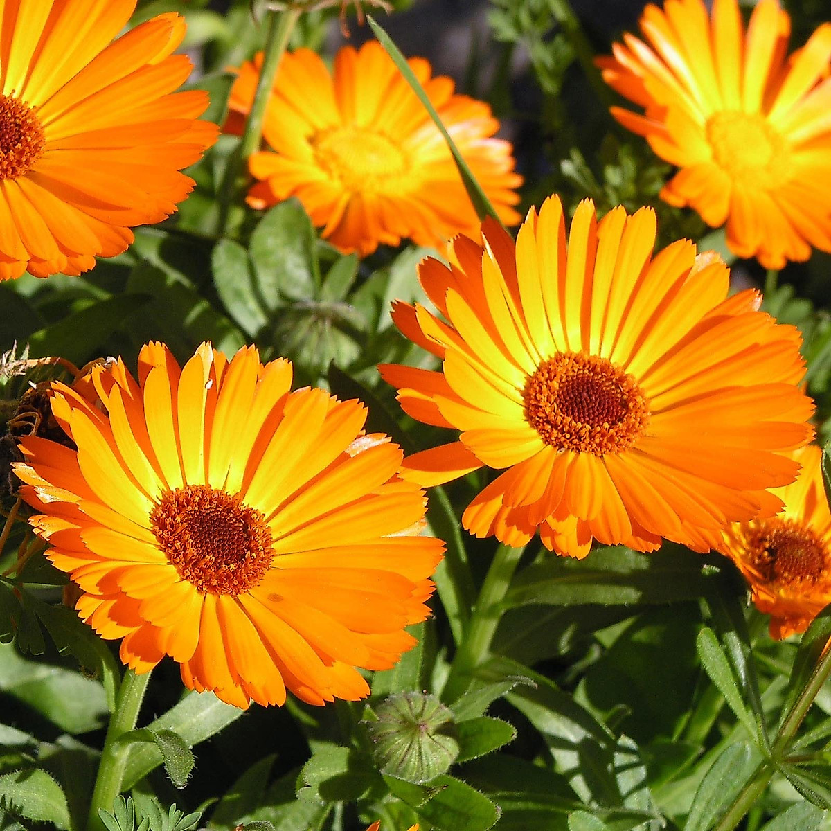 Shwally Tallow & Calendula Baby Bootie, Lip and Nipple Balms, The Ultimate Paleo Skin Protector - 100% Grass Fed Tallow, Calendula Flowers and Protective Beeswax, Pregnancy and Nursing Safe, Unscented (Zinc Oxide + Chamomile - Not Scented)