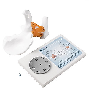 Human Hip Joint Model, Flexible 1:1 Anatomical Model Life Size with Ligaments 360° Rotatable Wooden Display Base, Anatomy Diagram for Classroom Education & Medical Training