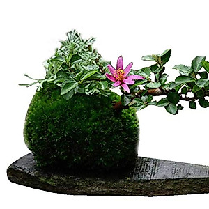 Generic 5pcs Moss Ball Planter Japanese Style Natural Kokedama Flower Vase Flower Pot Creative Sphagnum Flower Holder Potted Hydrating Bonsai Plants Containers for Home Wedding Decor