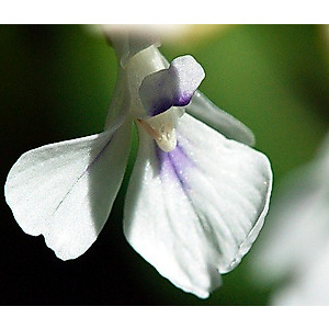 Hirt's Red Prayer Plant - Maranta - Easy to Grow House Plant - 4" Pot