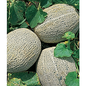 Burpee Hale's Best Jumbo Cantaloupe Melon Seeds 200 seeds