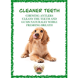 Deer Valley Chews Premium Deer Antler for Dogs - Medium 5-7 Inches Long, 3 Pack - All Natural Dental Treat for Teething and Chewing - Premium Grade, Naturally Shed