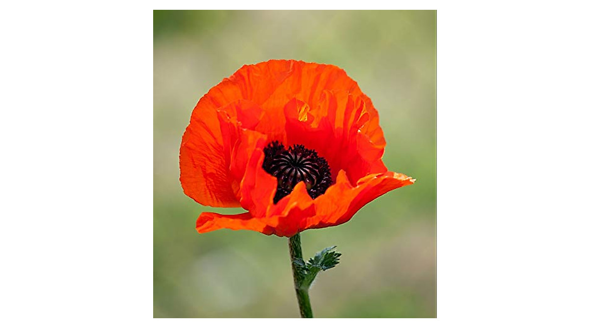 Red American Legion Poppy Seeds - Vibrant Heirloom Wildflowers