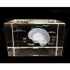 3D Human Brain Anatomical Model Paperweight(Laser Etched) in Crystal Glass Cube Science Gift (No Included LED Base)(3.1x2x2 inch)