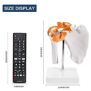 Winyousk Shoulder Joint Model, Scientific Medical Shoulder Anatomy Model with Functional Ligaments for Classroom Study Display Medical Teaching Model