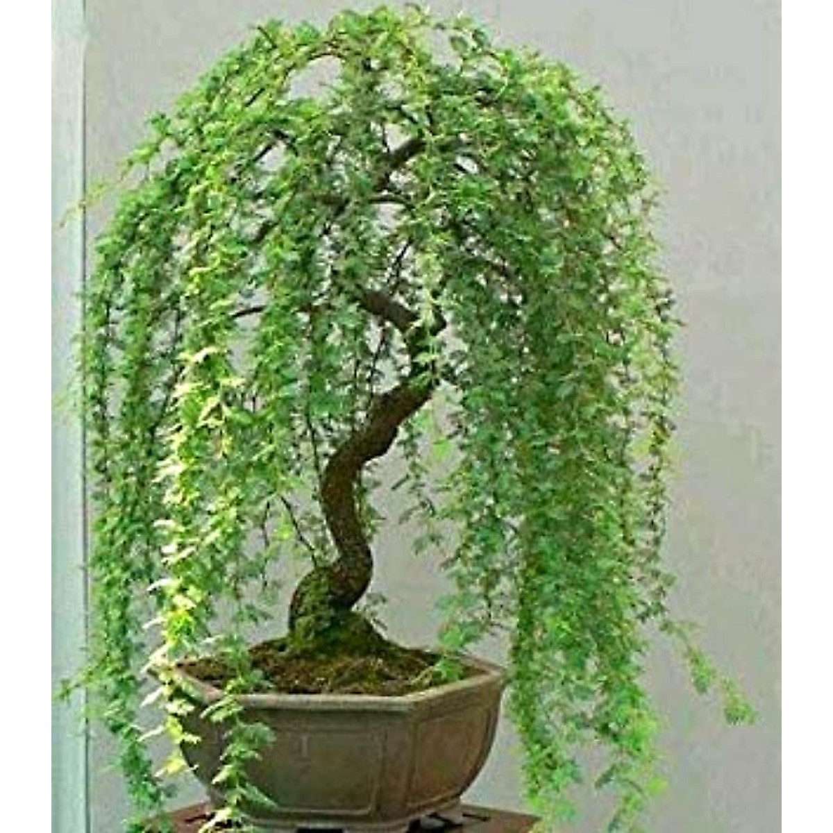 Green Weeping Willow Tree Cutting - Thick Trunk Start, A Must Have Dwarf Bonsai Material. Ships from Iowa, USA