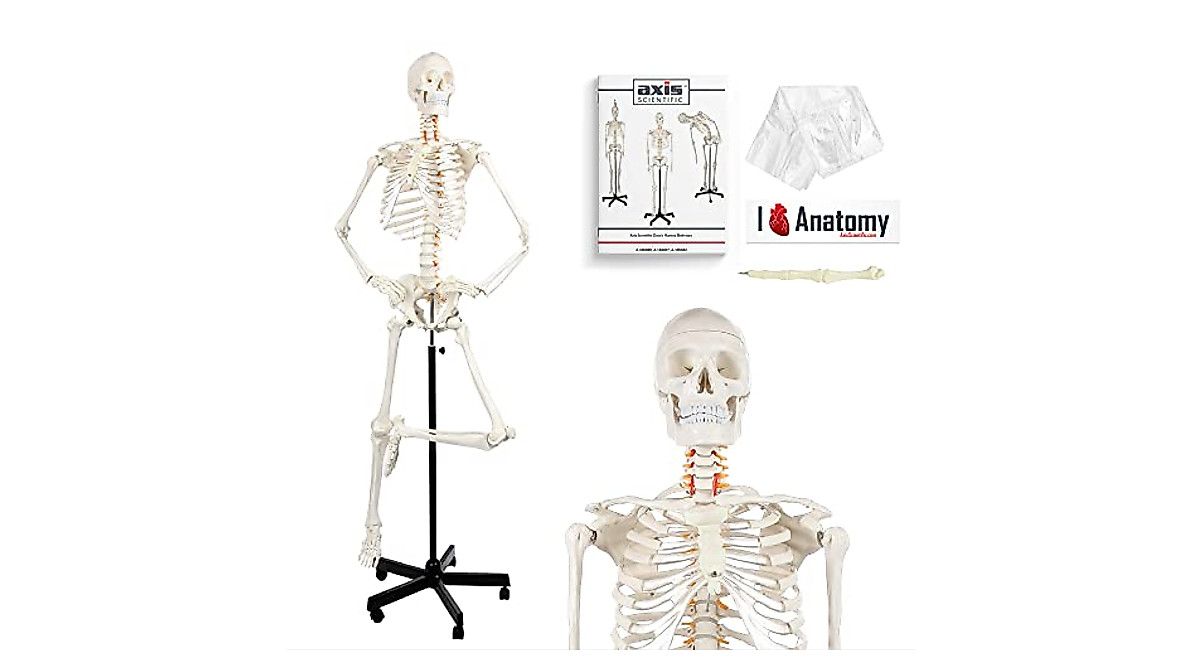 Anatomy Skeleton Model for Medical Study - Highly Detailed & Interactive