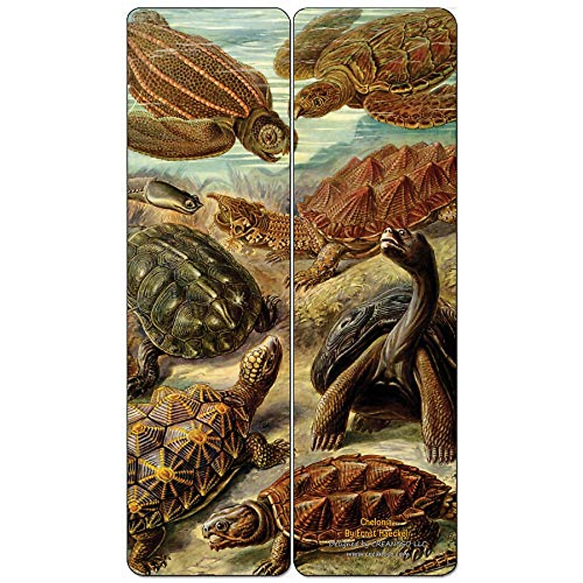 Creanoso Ernst Haeckel Bookmarks Series 2 (60-Pack) - Premium Quality Gift Ideas for Children, Teens, & Adults for All Occasions - Stocking Stuffers Party Favor & Giveaways