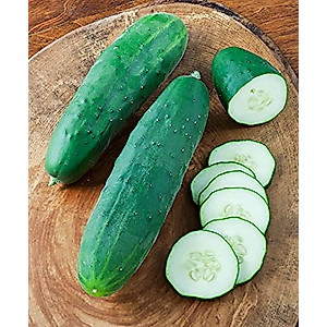 "Straight Eight" Cucumber Seeds for Planting, 150+ Heirloom Seeds Per Packet, (Isla's Garden Seeds), Non GMO Seeds, Botanical Name: Cucumis Sativis, 90% Germination Rate
