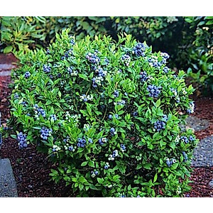 Powder Blue Rabbiteye Blueberry - 1 Gallon Trade Pot, 2'ft Tall - Established Roots Potted Plant - No Ship California - (V. Corymbosum x V. Ashei), Fast Growing Tree, Easy Care Fruit Tree