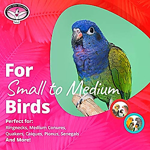 Super Bird Creations SB741 Seagrass Mini Activity Wall Bird Toy, Medium Bird Size, 9” x 7” x 2”