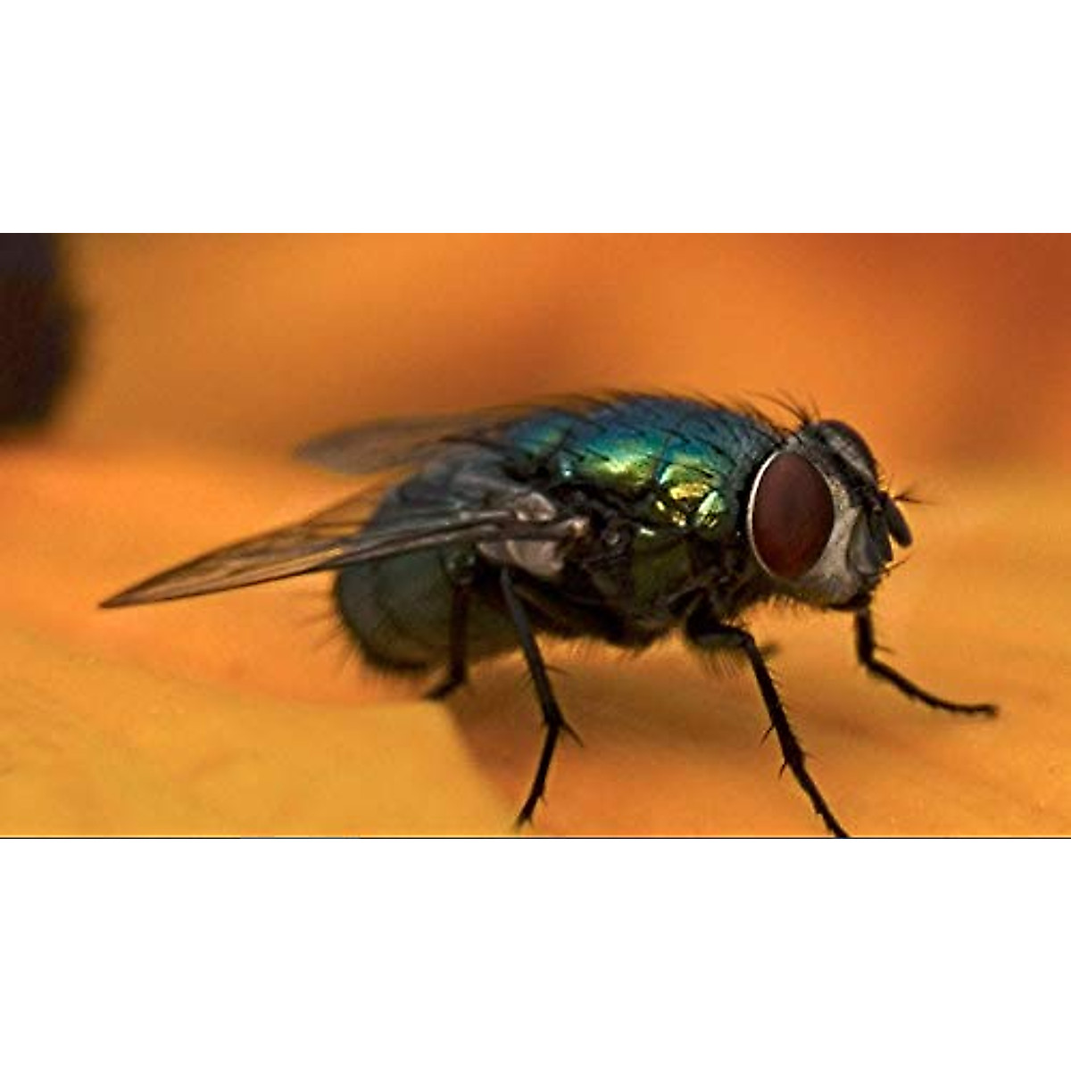 Digital Macro +10 Achromatic Close-Up Screw Mount Lens (41.5mm)