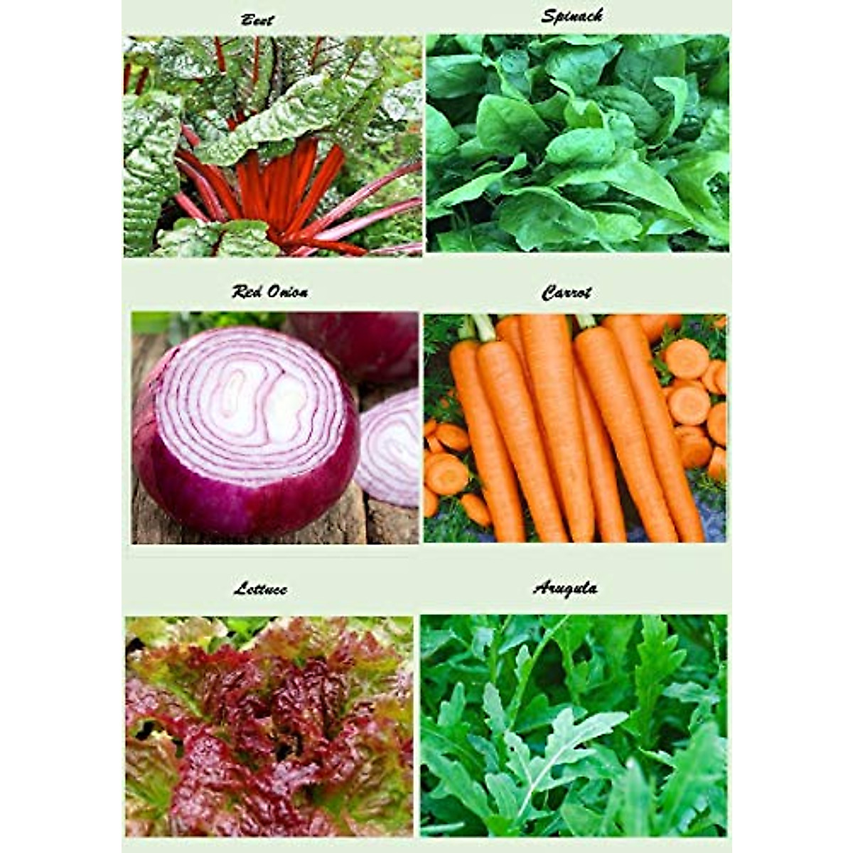 Set of 20 Assorted Organic Vegetable Seeds & Herb Seeds for Planting 20 Varieties Create a Deluxe Garden All Seeds are Heirloom, 100% Non-GMO Lettuce Seeds, Sweet & Hot Pepper Seeds, Green Onion Seeds