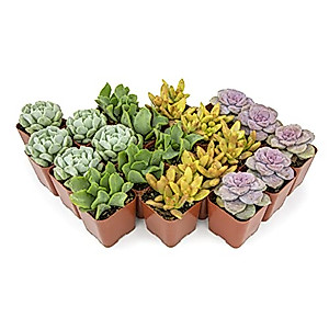 Succulents Plants Live (20PK) Potted Succulent Plants Live House Plants, Cactus Plants Live Plants Indoor Plants Live Houseplants, Indoor Plant Succulents Live Plant House Plant by Plants for Pets