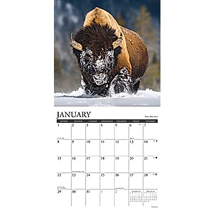 Rocky Mountain Wildlife 2023 Wall Calendar