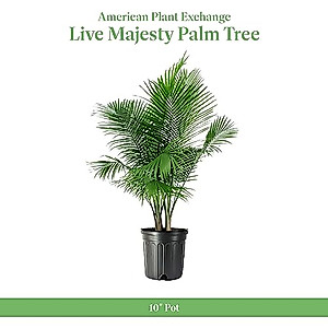 American Plant Exchange Majestic Palm, Tropical Elegance, Large Fronds, Perfect Indoor Statement Plant and Patio Decor, 10-Inch Pot