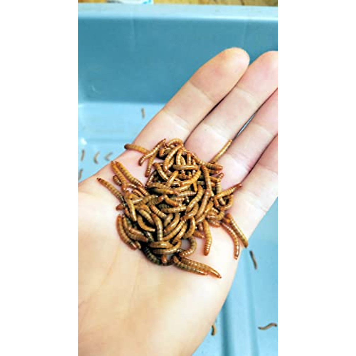 Josh's Frogs Mealworms (1000 Count)