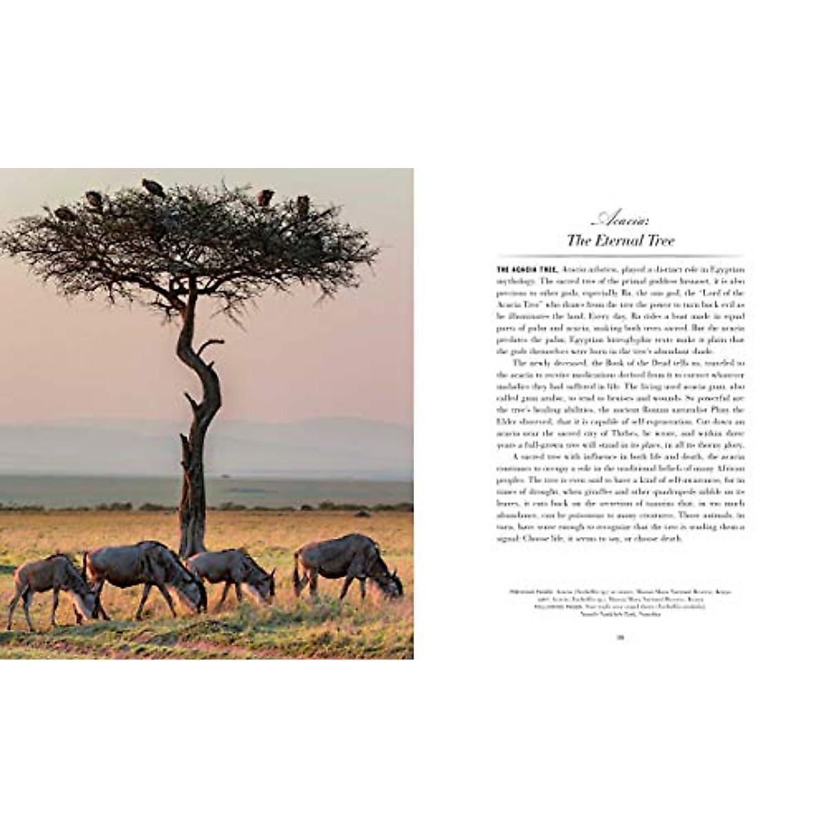 Trees (Gift Edition): Between Earth and Heaven