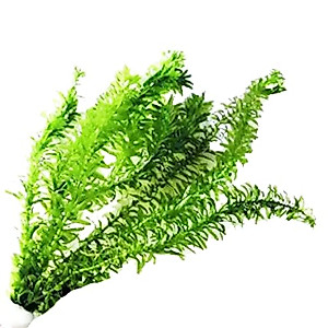 Mainam Anacharis Elodea Densa Tropical Live Aquarium Plants Freshwater Aquatic Pond Water Decorations 3 Days Live Guaranteed