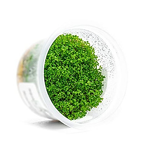 SubstrateSource Dwarf Baby Tears Hemianthus Callitrichoides Live Aquarium Plant Tissue Culture Cup - 100% Snail Free in Vitro (Dwarf Baby Tears)
