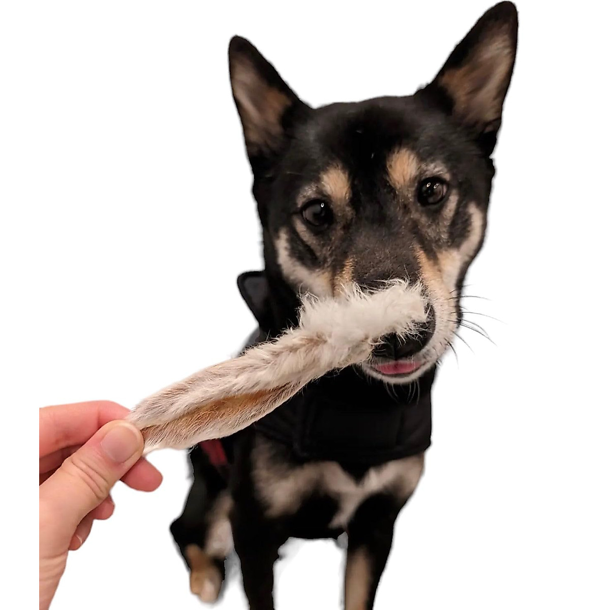 Dehydrated Rabbit Ears for Dogs & Cats - Furry Rabbit Ear Dog Treats - USA Sourced Whole Rabbit Ears with Fur for Dogs - Rawhide Alternative - 100% Single Ingredient Furry Rabbit Ears (6 Count)