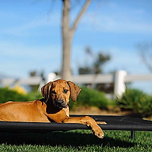 Veehoo Cooling Elevated Dog Bed, Portable Raised Pet Cot with Washable & Breathable Mesh, No-Slip Rubber Feet for Indoor & Outdoor Use, Large, Black