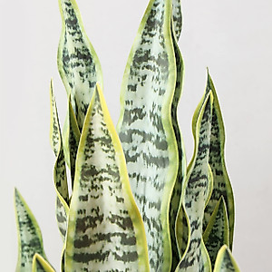 QL DESIGN Artificial Snake Plant 32inches Fake Sansevieria, Perfect Faux Plants for Home, Garden,Office, Decoration