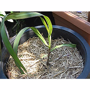 1099-Sugarcane, World's Tallest (Saccharum officinarum) Seeds by Robsrareandgiantseeds UPC0764425786917 Non-GMO,Organic,Bonsai, 1099 Package of 45 Seeds