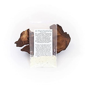 Grab Bag Pack Small & Medium Air Plants - Fertilizer Packet - Wholesale - Bulk - Live Tillandsia - Easy Care House Plant - Succulents, 10 Count (Pack of 1)