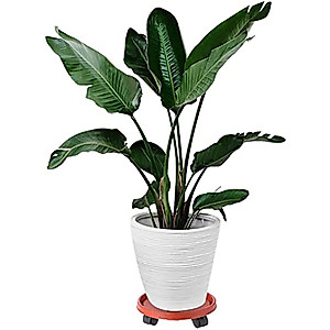 AIJUZIJIE Plant Pallet Caddy Flower Pot Stand Rolling Tray Round with Universal Wheels Style4 Flower Pot Tray