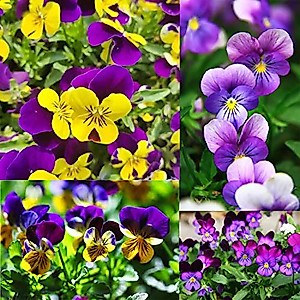 100 Pcs Viola Johnny Jump Up Flower Seeds, King Henry Viola Seeds for Planting (Viola cornuta) Seeds