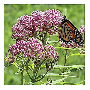 David's Garden Seeds Flower Native Texas Milkweed Swamp Rose 4523 (Pink) 50 Non-GMO, Heirloom Seeds