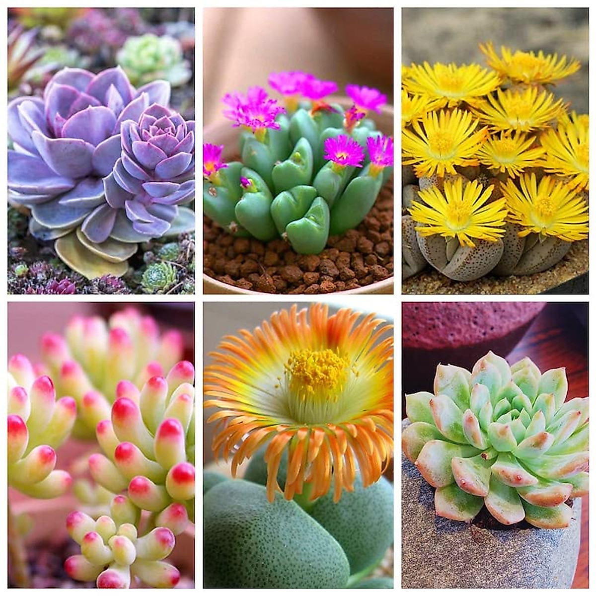 100 Lithops Bonsai Seeds Living Stones Seeds Flower Succulent Cactus 100 Mixed Seeds for Planting
