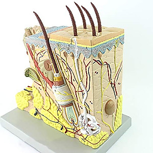 Teaching Model,Skin Anatomy Model, Skin Model, Enlarged Human Skin Anatomical Structure Model, Skin Beauty Plastic Face and Face Model for Biology Cosmetic Surgery Teachi