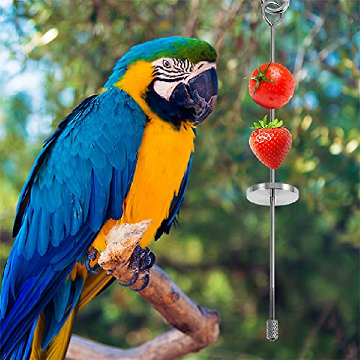 PATKAW 3Pcs Bird Food Holder Bird Skewer Stainless Steel Parrot Fruit Vegetable Stick Holder Small Feeder for Bird Parrot